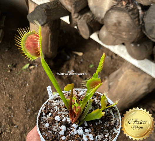 Venus fly trap for sale: G14 x G16 | Buy online @ Cultivo Carnivores