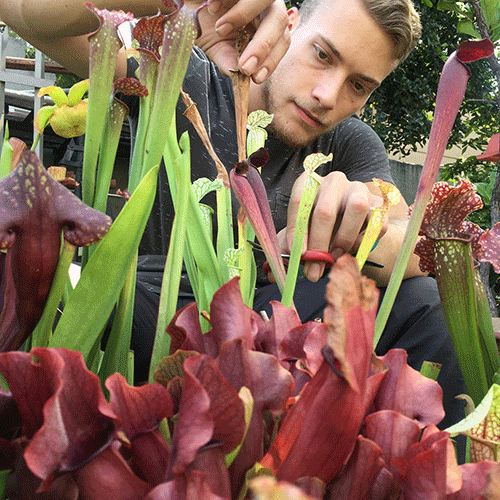 Carnivorous Plants in South Africa: Types, Traps and Growing Tips ...