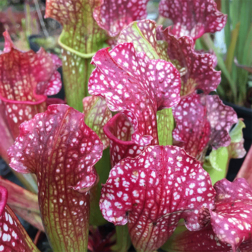 Growing trumpet pitcher plants in South Africa : The ultimate guide ...