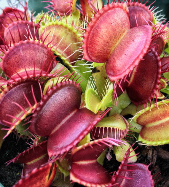Venus Flytraps for Sale South Africa | Shop All | Cultivo Carnivores