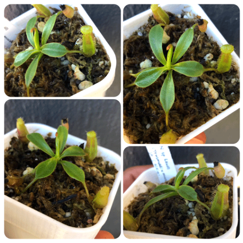 Nepenthes lowii (Mt. Trusmadi x Mt. Murud) * Buy online South Africa ...