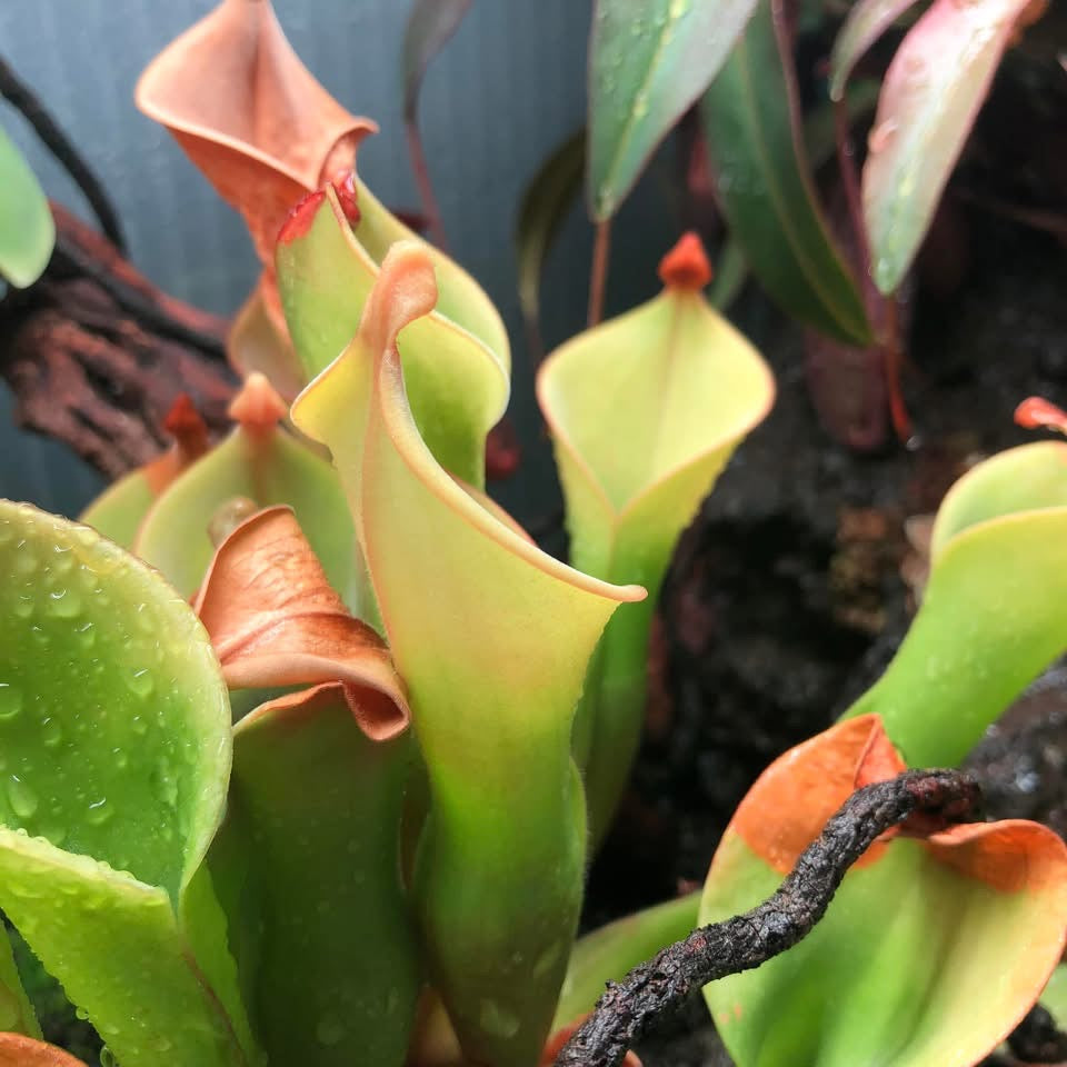 Terrarium Workshop South Africa · Build a Carnivorous Plant Display ...