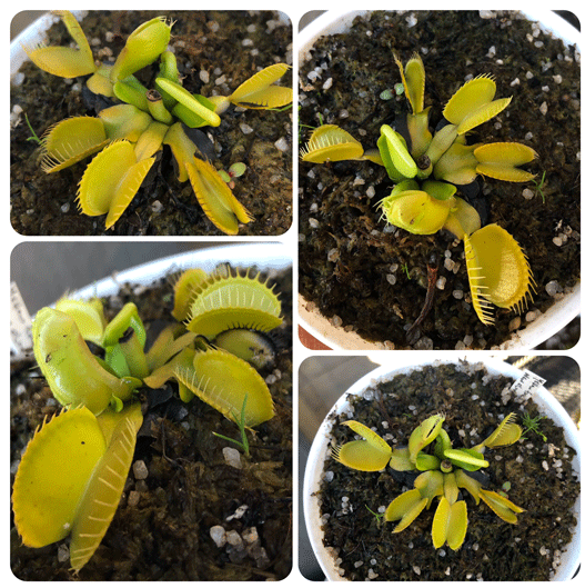 Buy Venus flytrap Yellow Fused Tooth for sale · Rare clone SA – Cultivo ...