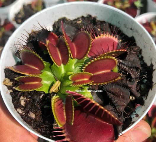 48-Plant DISCOUNT VALUE PACK ☀️ 6+yr old XL Venus Flytrap Monster Mix ...