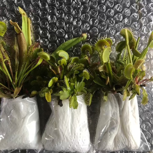 Buy Venus Flytrap Starter BULK PACK - Carnivorous Plants Wholesale ...