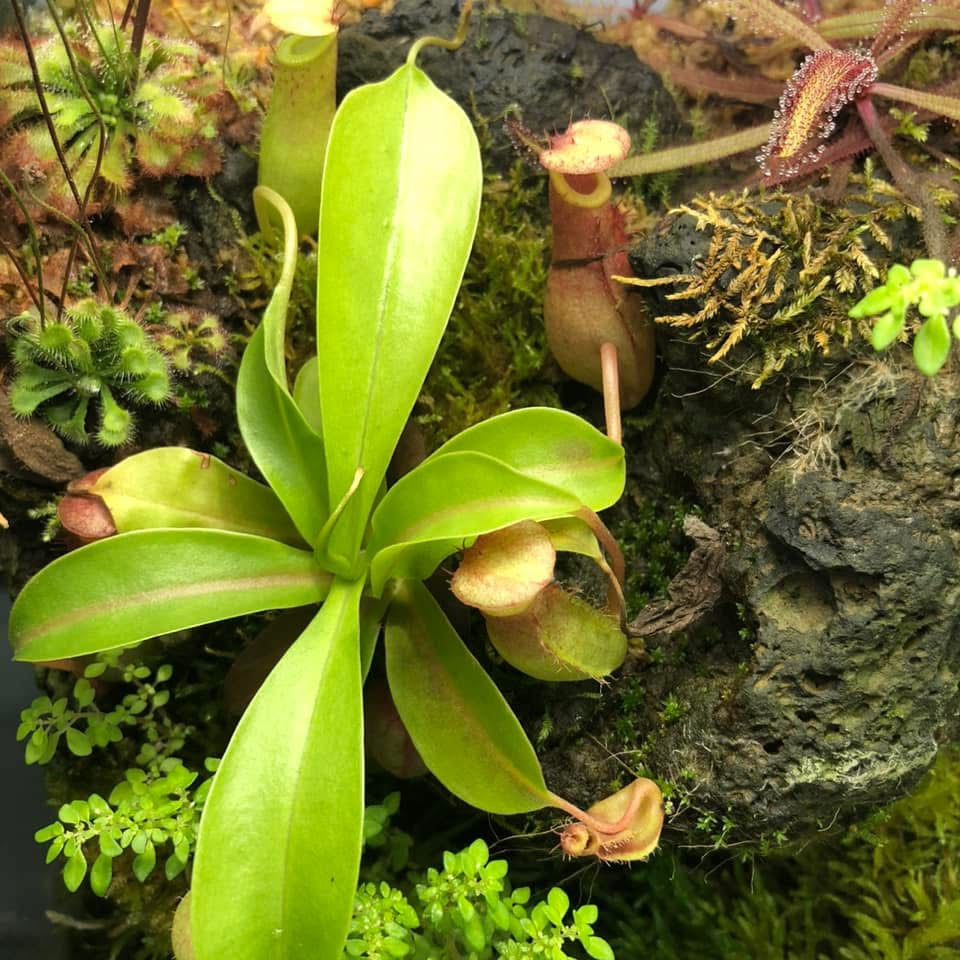 Terrarium Workshop South Africa · Build a Carnivorous Plant Display ...
