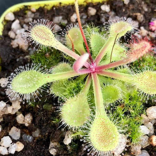Drosera Collinsiae | Buy Online @ Cultivo Carnivores, South Africa