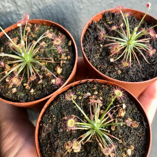 Sundews / Drosera * Buy collectable carnivorous plants South Africa ...