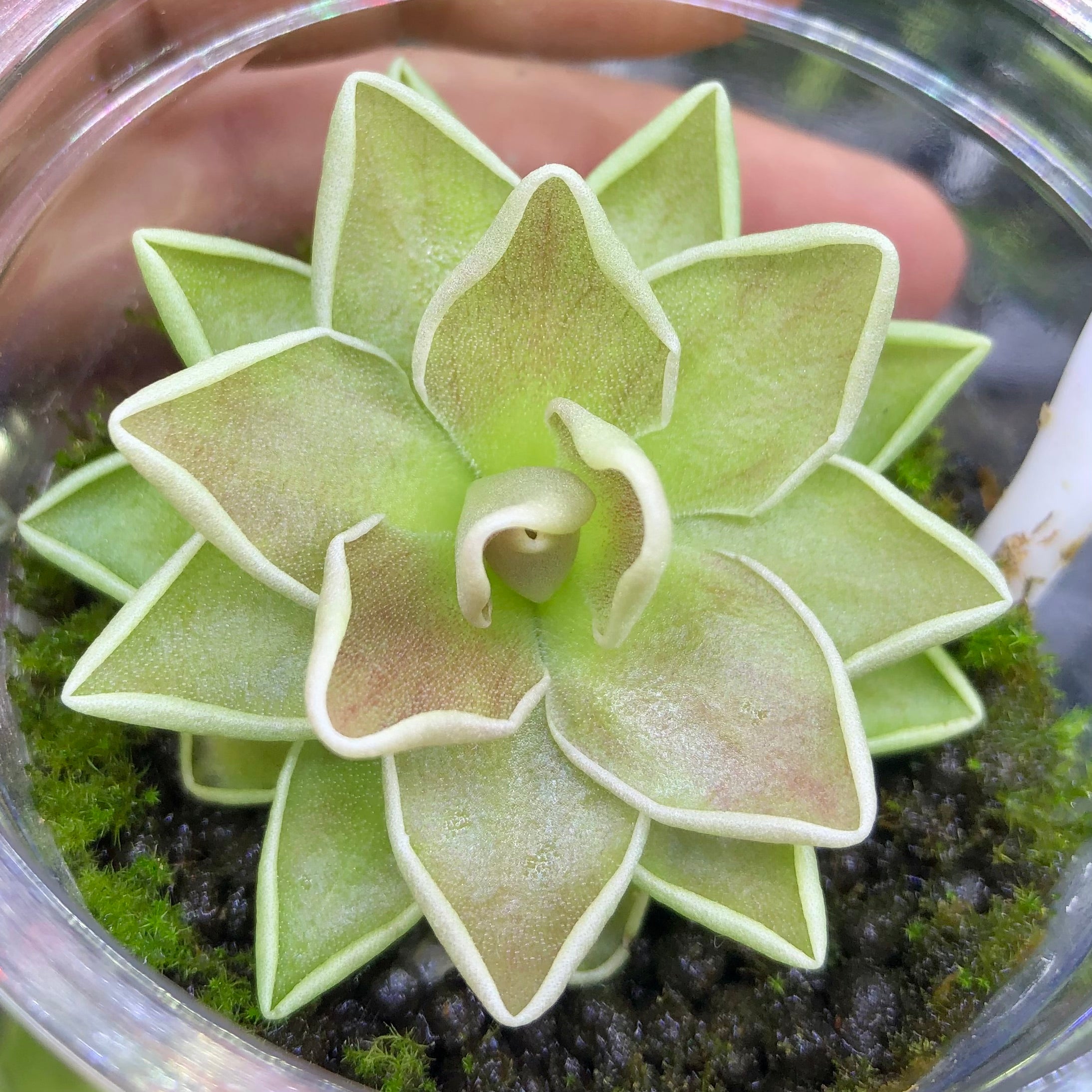Terrarium Workshop South Africa · Build a Carnivorous Plant Display ...