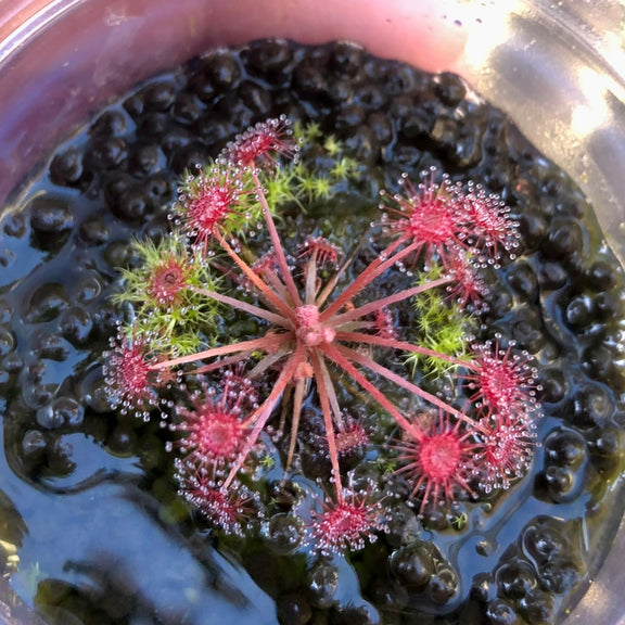Drosera paradoxa for Sale South Africa | Buy Woolly Sundews Online ...