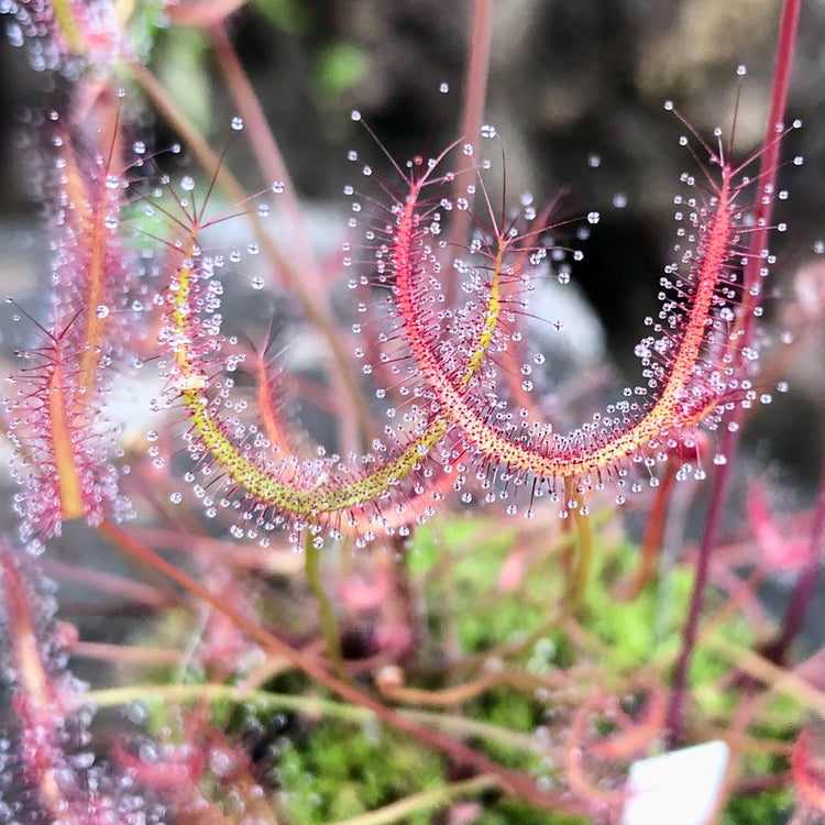 Buy Drosera binata multifida extrema (Evan’s Head) - Rare Sundew SA ...