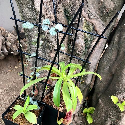 Buy Plant Support Ladders for Nepenthes and Trailing Plants SA ...