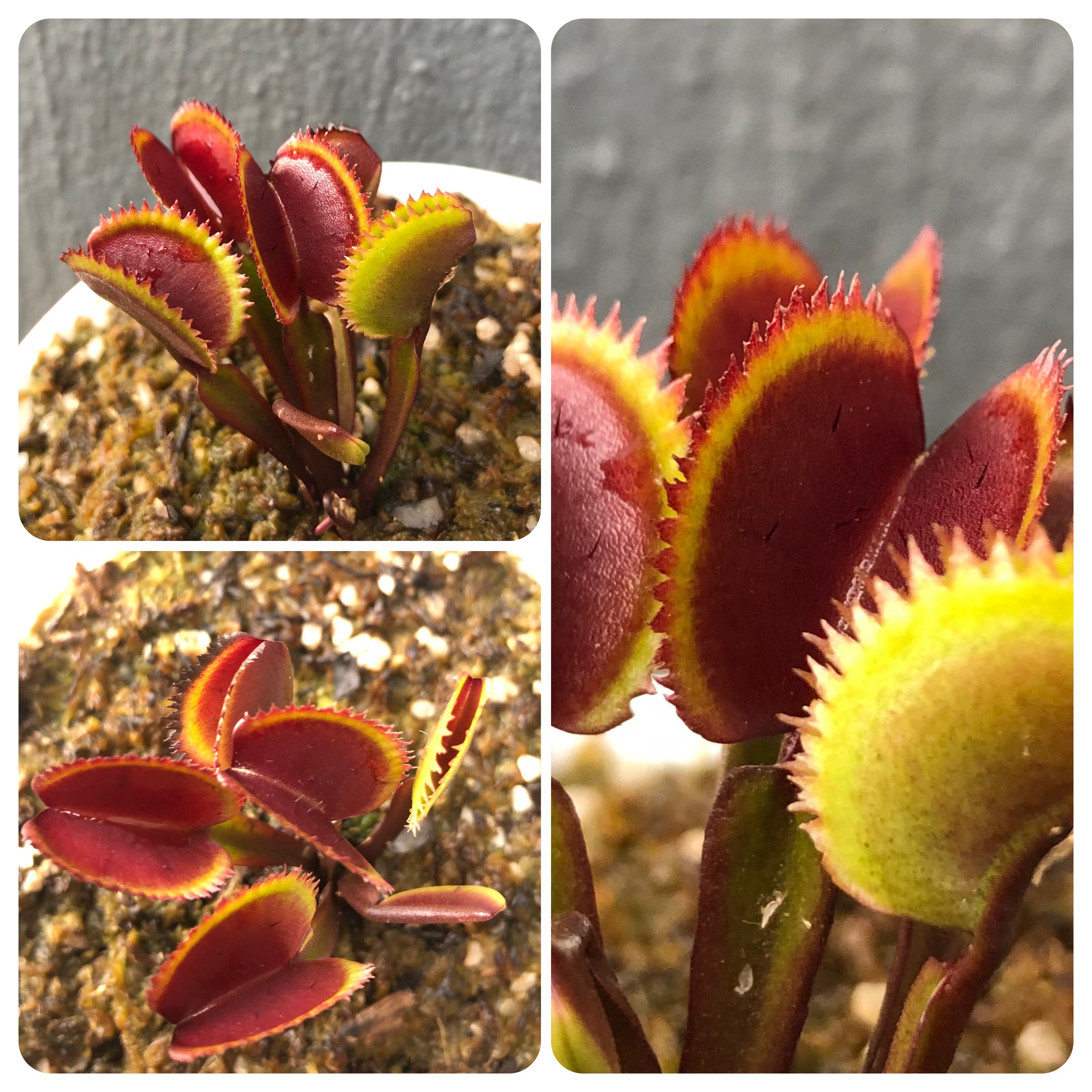 Venus Flytrap Red Sawtooth for Sale South Africa | Collector-grade ...
