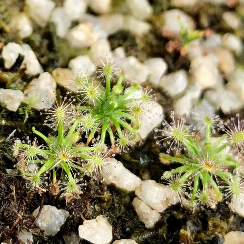 Buy Drosera grievei Pygmy Sundew Small Clump South Africa – Cultivo ...