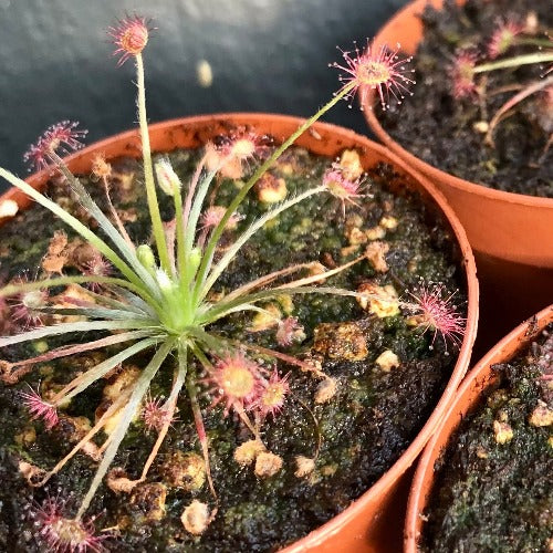 Sundews / Drosera * Buy collectable carnivorous plants South Africa ...