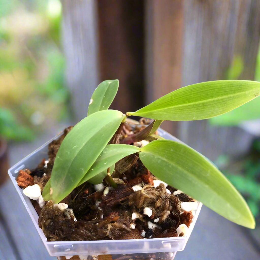 Dendrobium King Zip Mini Orchid for Sale • Potted Terrarium – Cultivo ...