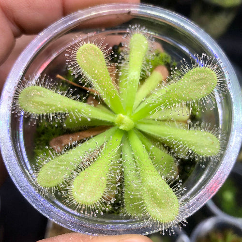 Buy Drosera coccicaulis Albino form • BCP clone Sundew South Africa ...