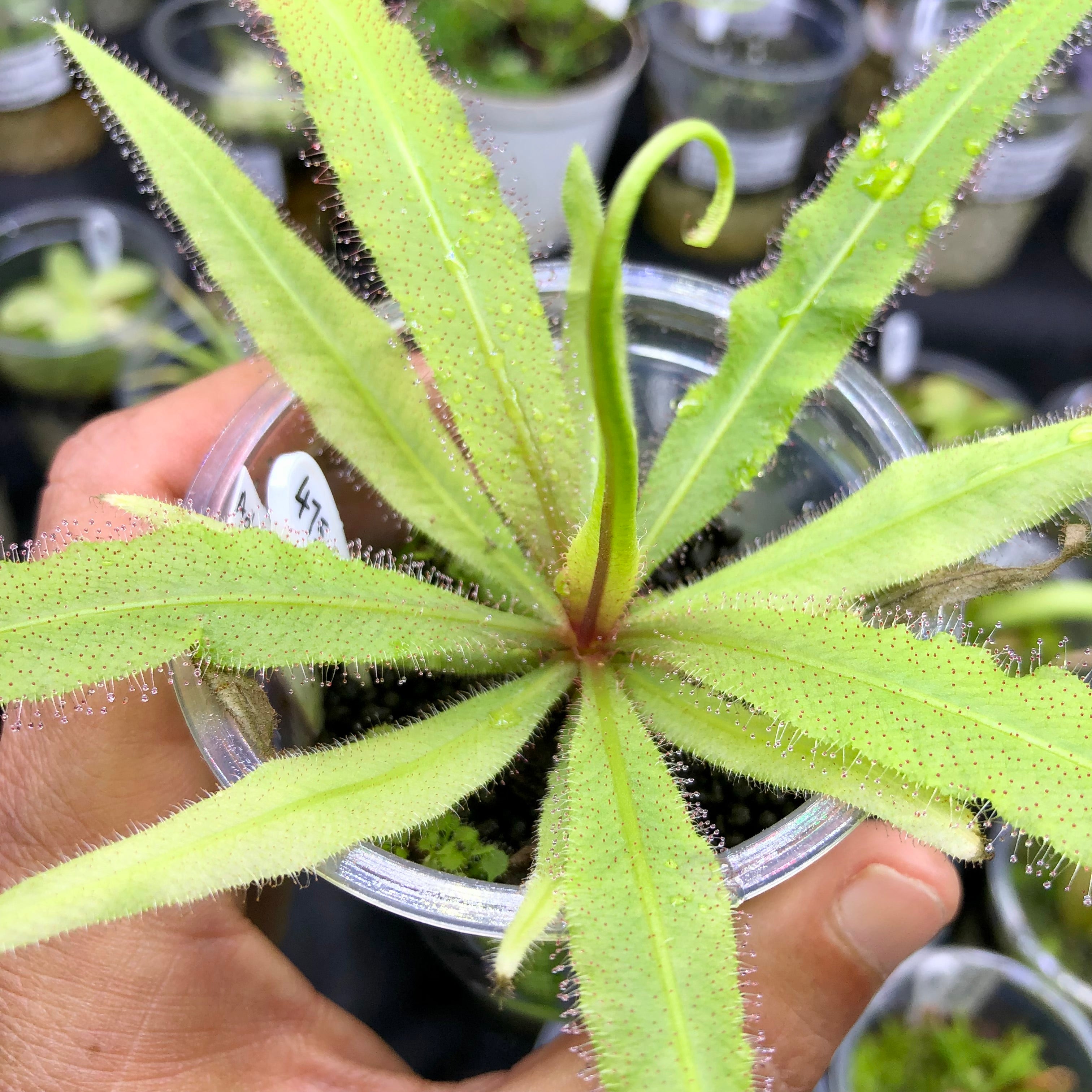 Drosera Adelae • Lance leaf Sundew • Queensland triad – Cultivo Carnivores