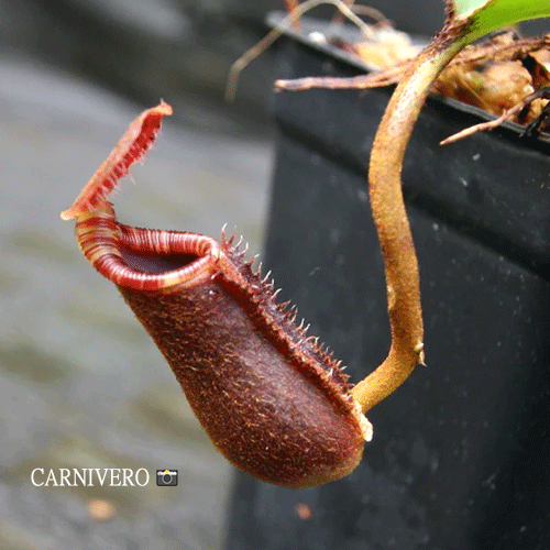 Nepenthes lowii (Mt. Trusmadi x Mt. Murud) * Buy online South Africa ...