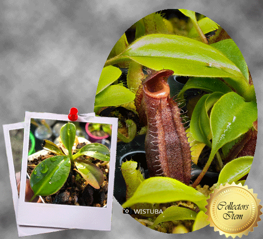 Buy Nepenthes Lowii × Mira · Rare Tropical Pitcher Plant South Africa ...