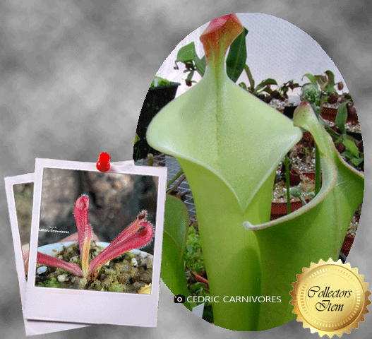 PLANTS FOR SALE: Heliamphora (Sun Pitchers) | Cultivo Carnivores