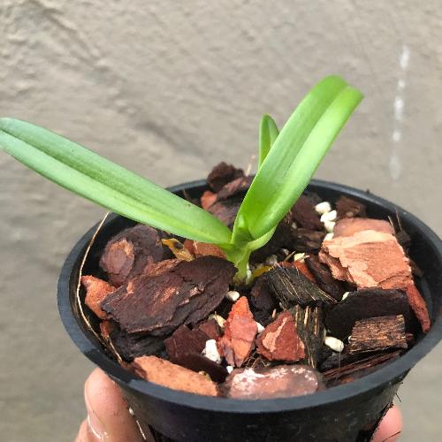 Miniature orchids for terrariums for sale * Buy online * South Africa ...
