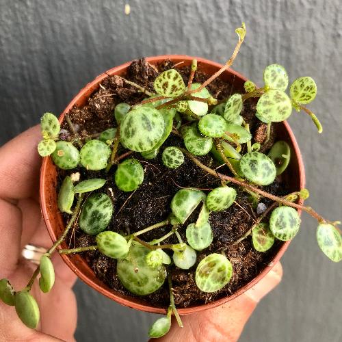 String of Turtles for terrariums Buy Peperomia Prostrata South Africa – Cultivo Carnivores