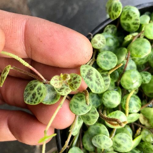 String of Turtles for terrariums Buy Peperomia Prostrata South Africa ...