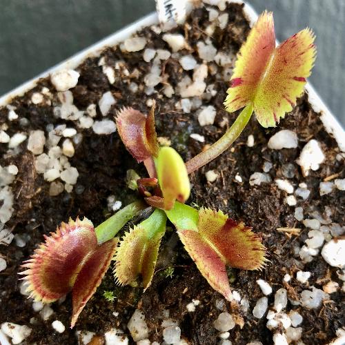 Venus Flytrap 'Scarlatine' for Sale • Rare FlytrapStore Clone SA – Cultivo Carnivores