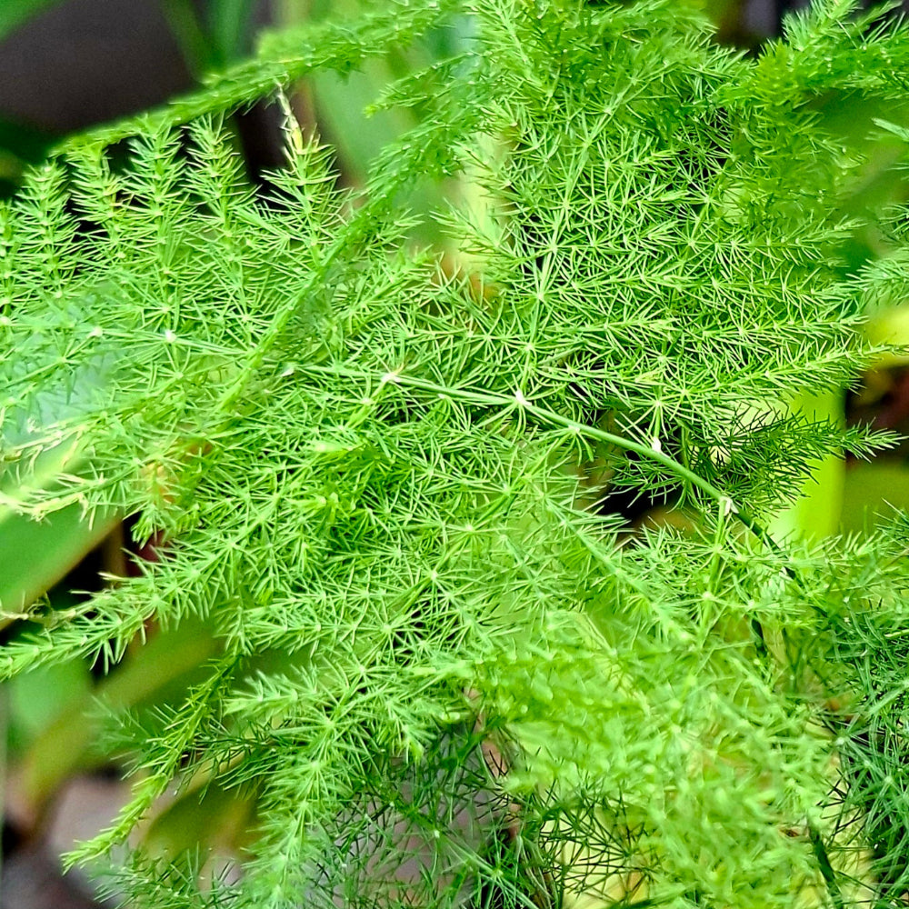 Asparagus Plumosus Tree Fern For Sale South Africa | Terrarium Plants ...