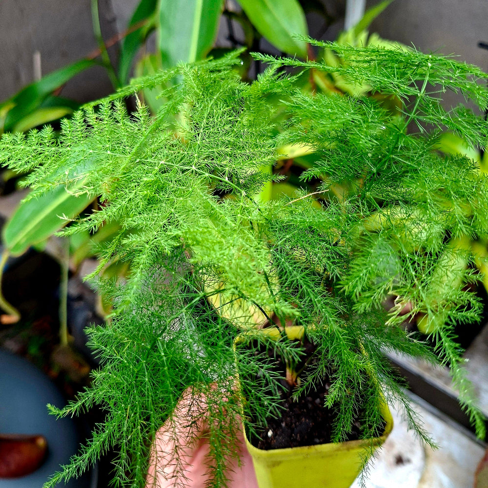 Asparagus Plumosus Tree Fern For Sale South Africa | Terrarium Plants ...