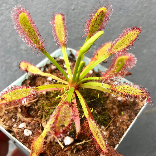 Buy Drosera capensis Bainskloof - Compact South African Cape Sundew ...