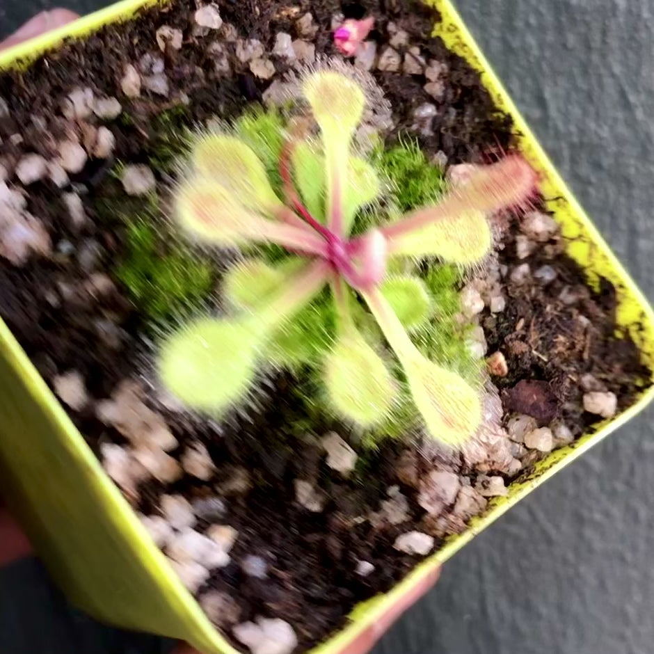 Drosera Collinsiae | Buy Online @ Cultivo Carnivores, South Africa