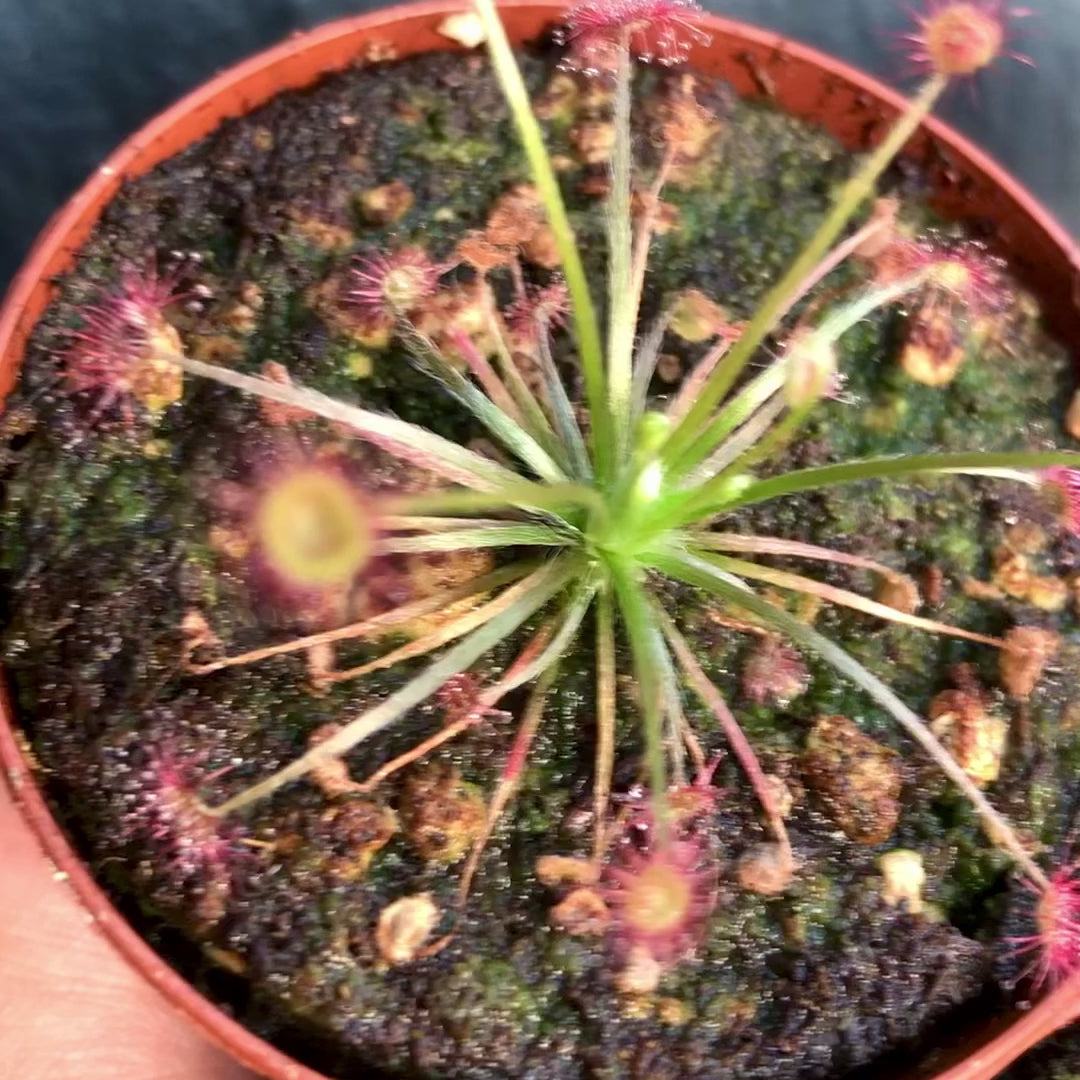 Sundews / Drosera * Buy collectable carnivorous plants South Africa ...
