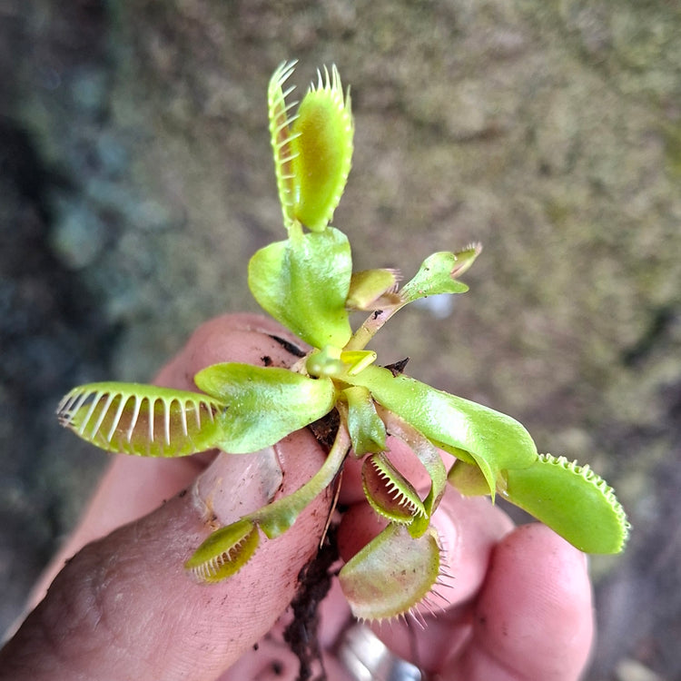 Venus Flytrap DC XL Starter for sale South Africa | Cultivo Carnivores