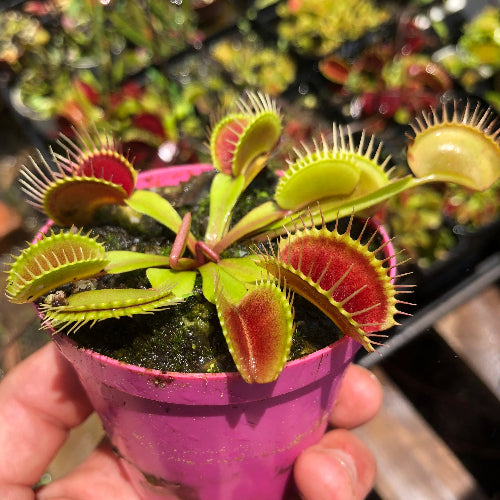 Venus Flytrap B52 Canada Giant Variety with XL Traps Limited Release ...