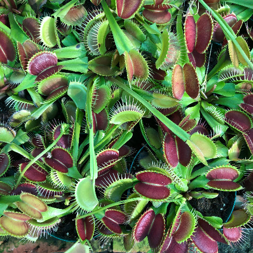 Buy Venus Flytrap Monster Mix Wholesale 20-Pack South Africa – Cultivo ...