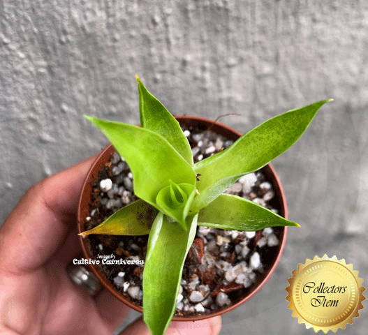 Catopsis Berteroniana • Carnivorous Bromeliad • Collectors Specimen ...