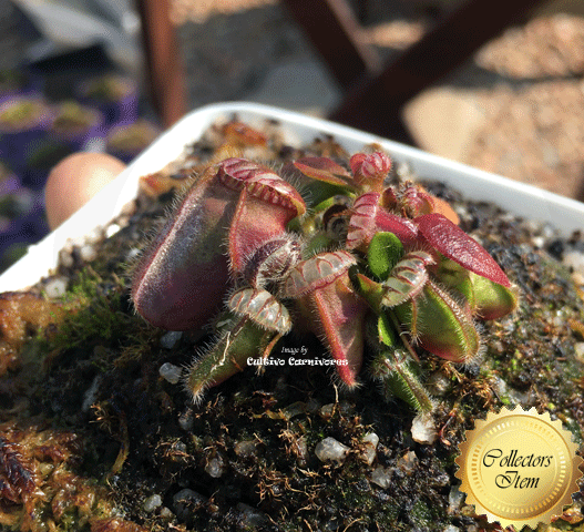 Cephalotus Follicularis for sale - Cultivo Carnivores, South Africa