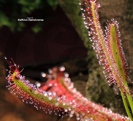 Carnivorous sundews for sale in South Africa | Drosera Capensis ...