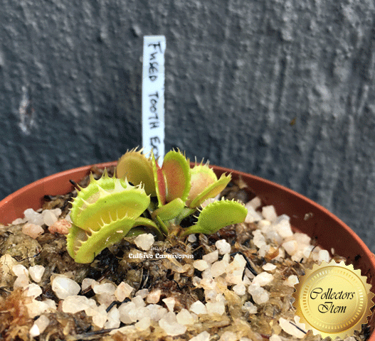 Plants for sale: VENUS FLYTRAP Dracula @ Cultivo Carnivores