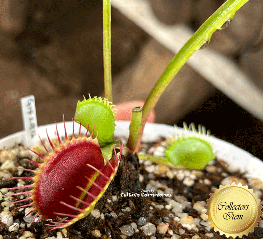Venus fly trap for sale: G14 x G16 | Buy online @ Cultivo Carnivores
