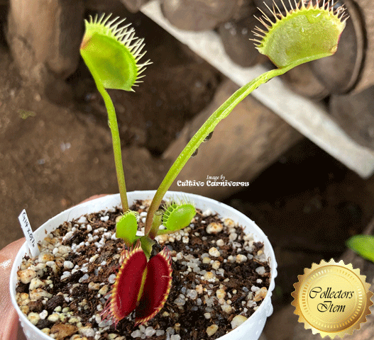 Venus fly trap for sale: G14 x G16 | Buy online @ Cultivo Carnivores