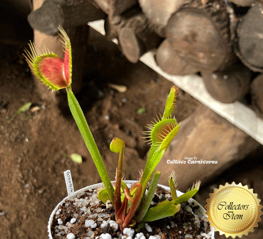 Venus fly trap for sale: G14 x G16 | Buy online @ Cultivo Carnivores