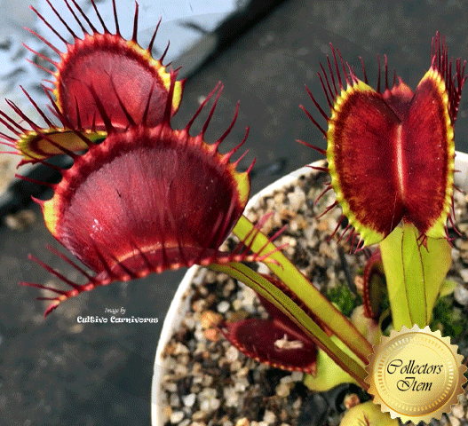 Plants for sale: VENUS FLYTRAP Dirk Ventham's giant G14 @ Cultivo Carnivores