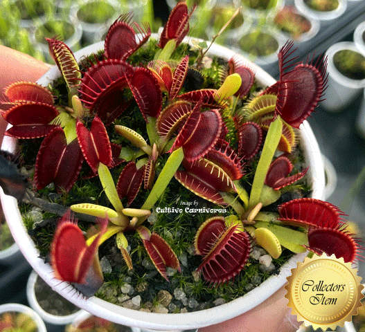 Plants for sale: VENUS FLYTRAP Dirk Ventham's giant G14 @ Cultivo Carnivores