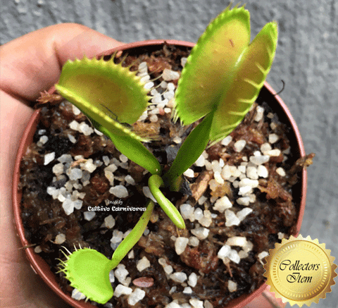 Venus Flytrap Ginormous