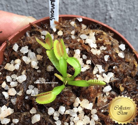 Venus Flytrap Ginormous