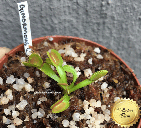 Venus Flytrap Ginormous