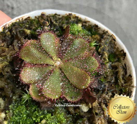 Buy Drosera hamiltonii • Rare Collector Sundew for Sale South Africa ...